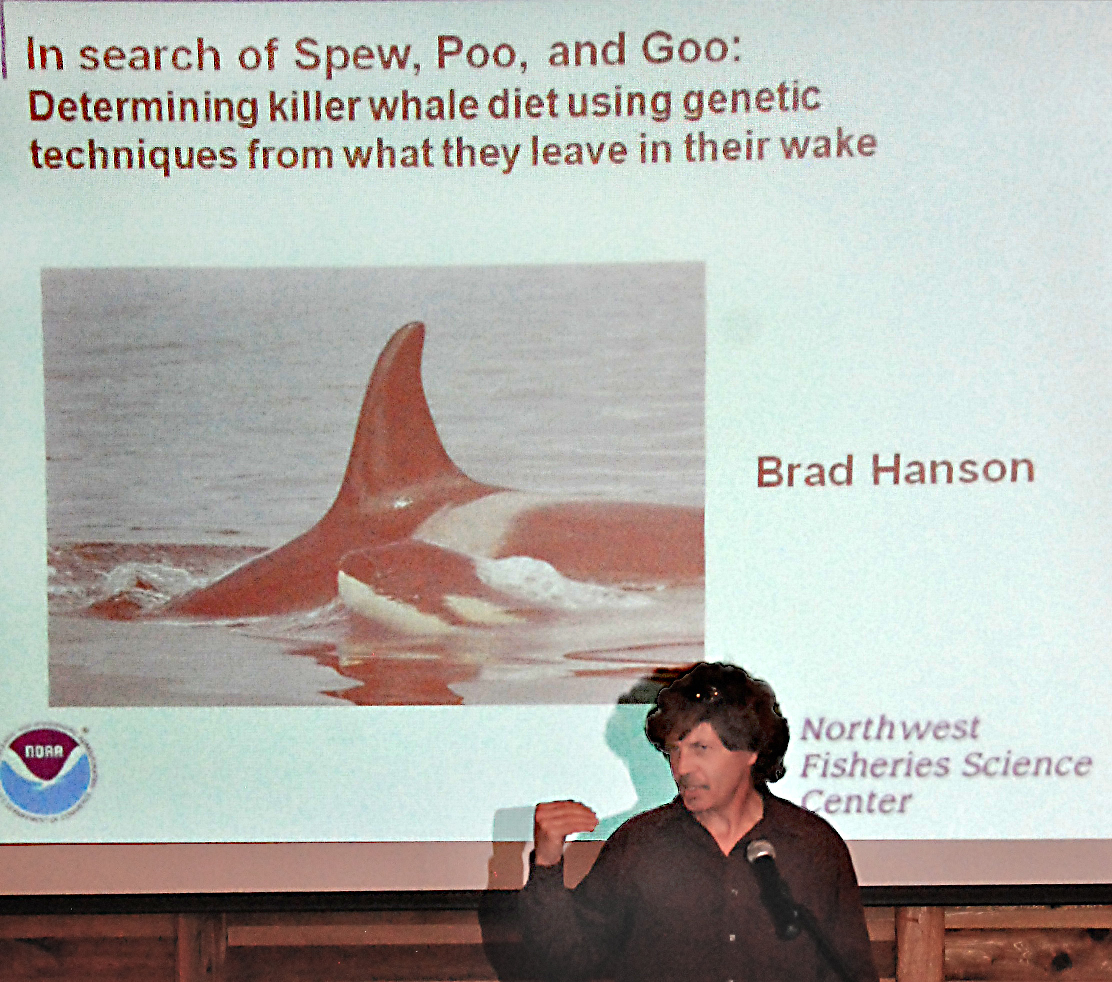 Marine Biologist Brad Hanson detailed Killer Whale research | Westside ...